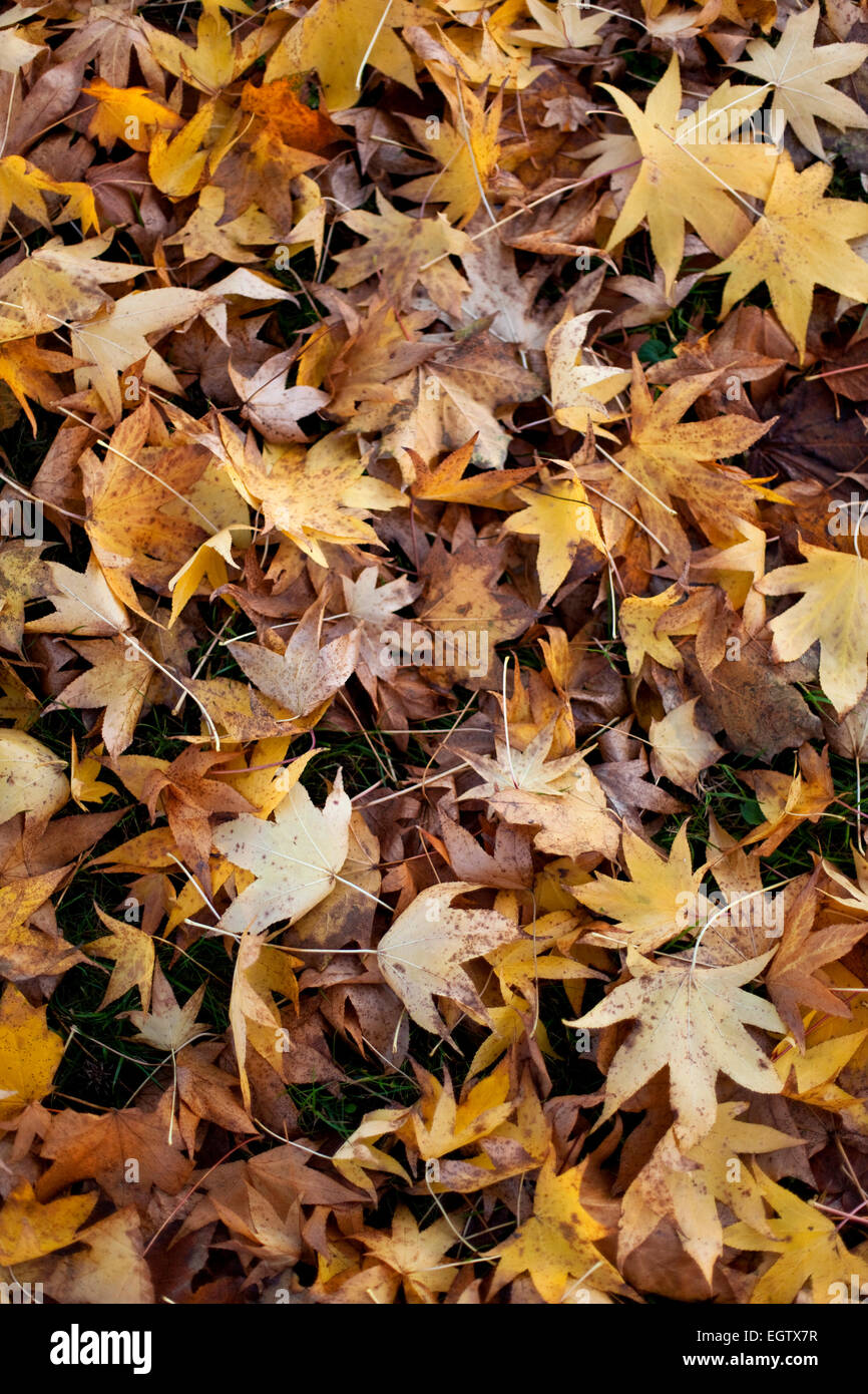 Background of colorful dead leaves in Autumn Stock Photo - Alamy