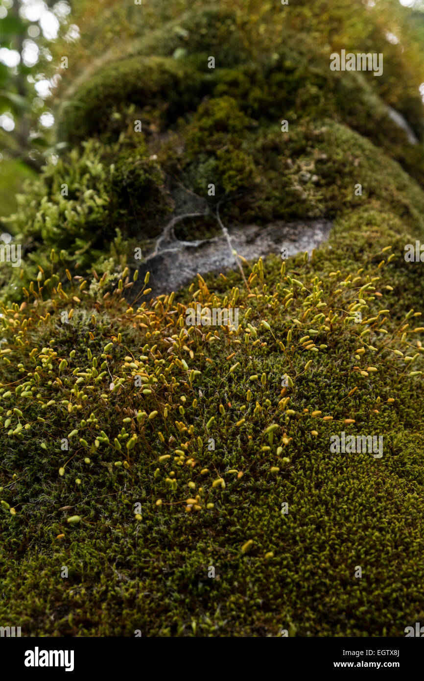 Mosses new zealand hi-res stock photography and images - Alamy