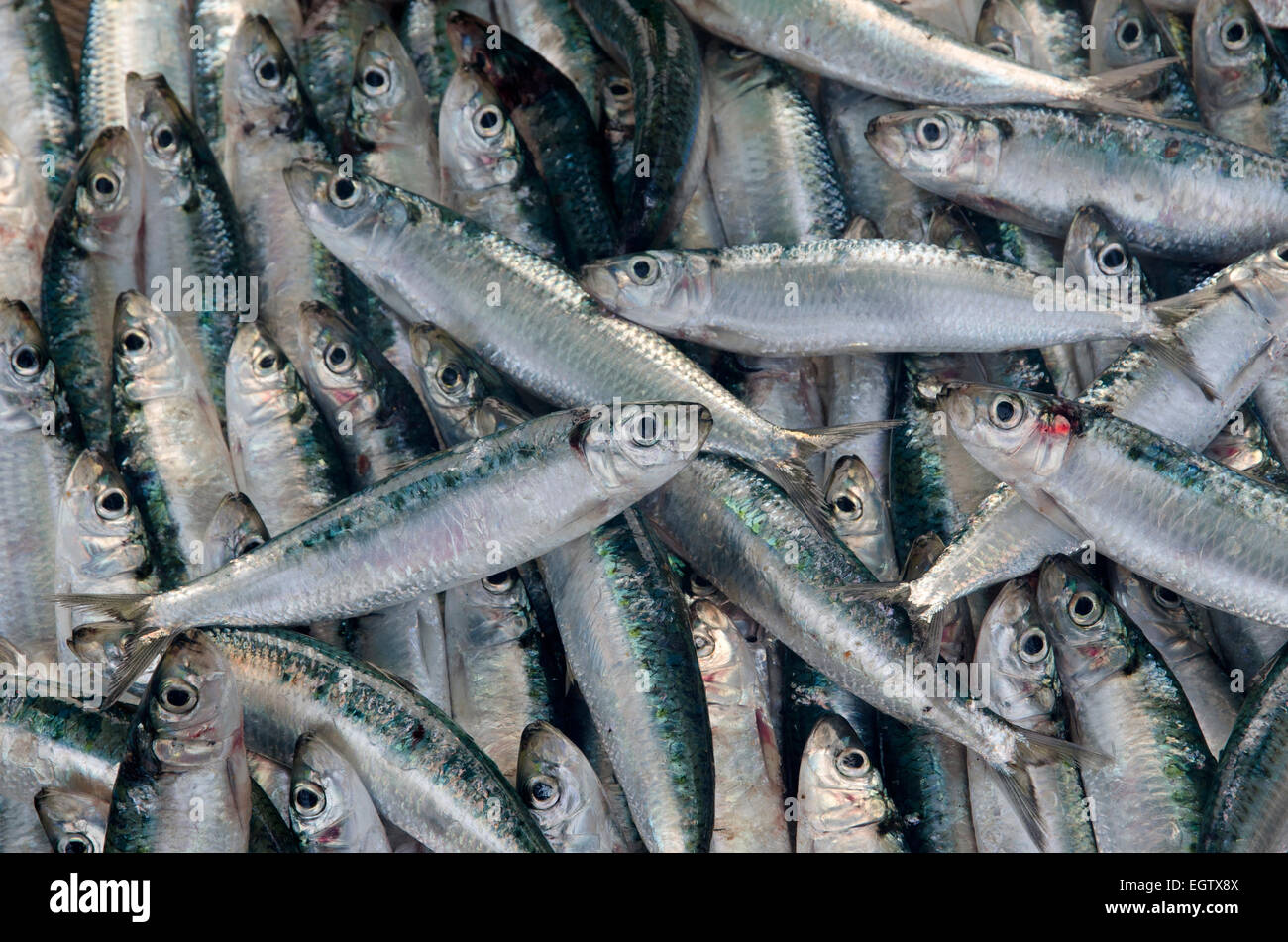 Fish market, Galle Fort, Sri Lanka Stock Photo - Alamy