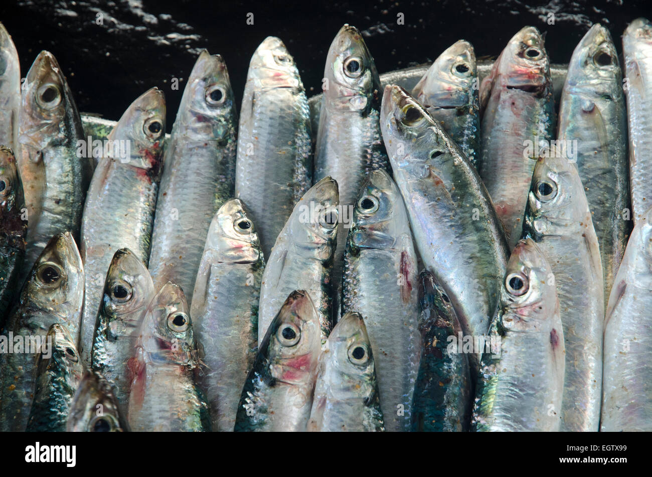Fish market, Galle Fort, Sri Lanka Stock Photo - Alamy