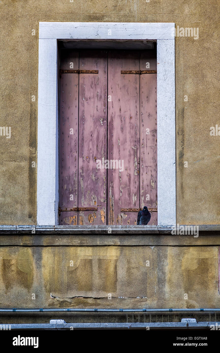 Pigeon on A Window in Venice Stock Photo - Alamy