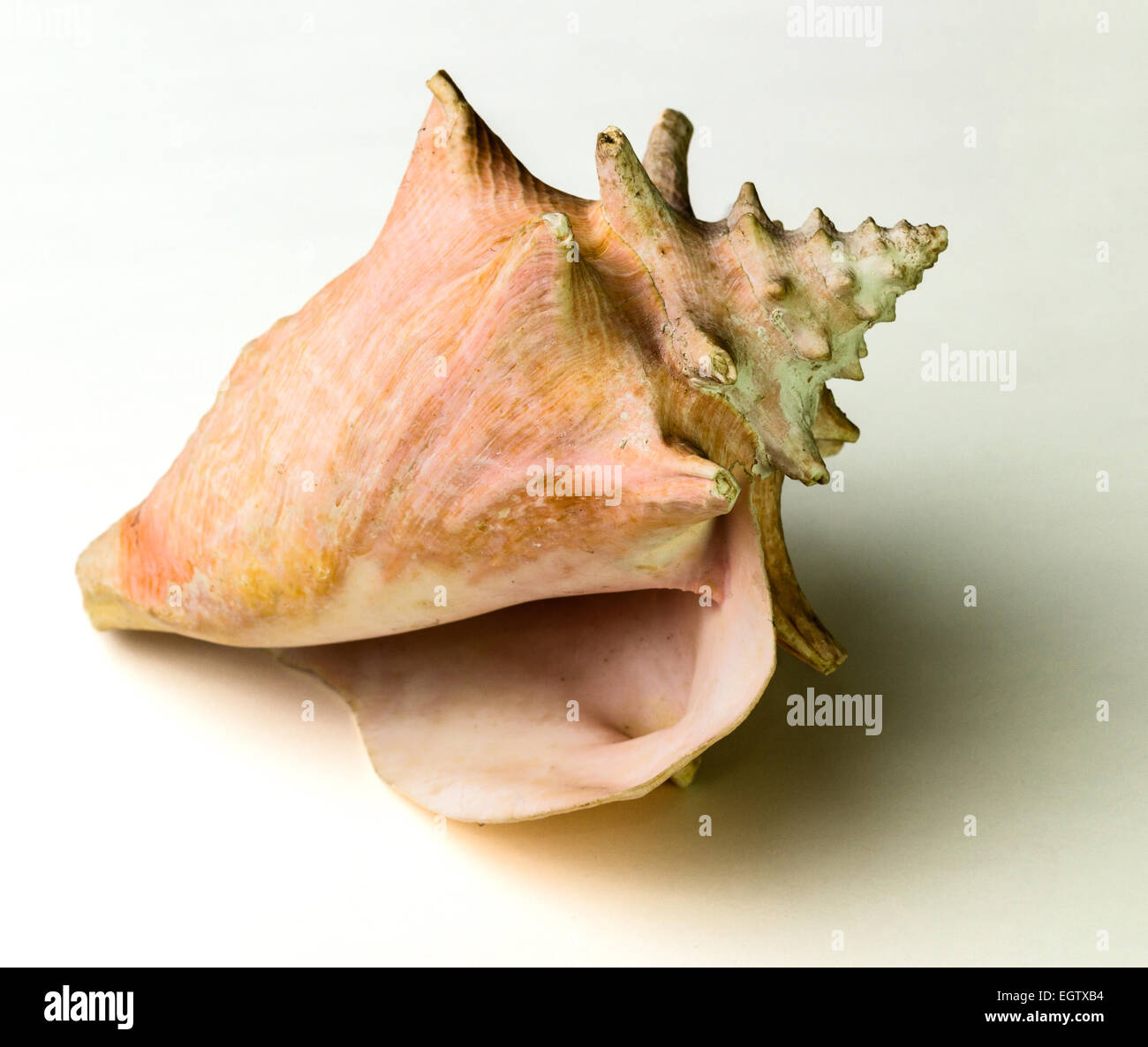 Shell on a white background Stock Photo - Alamy