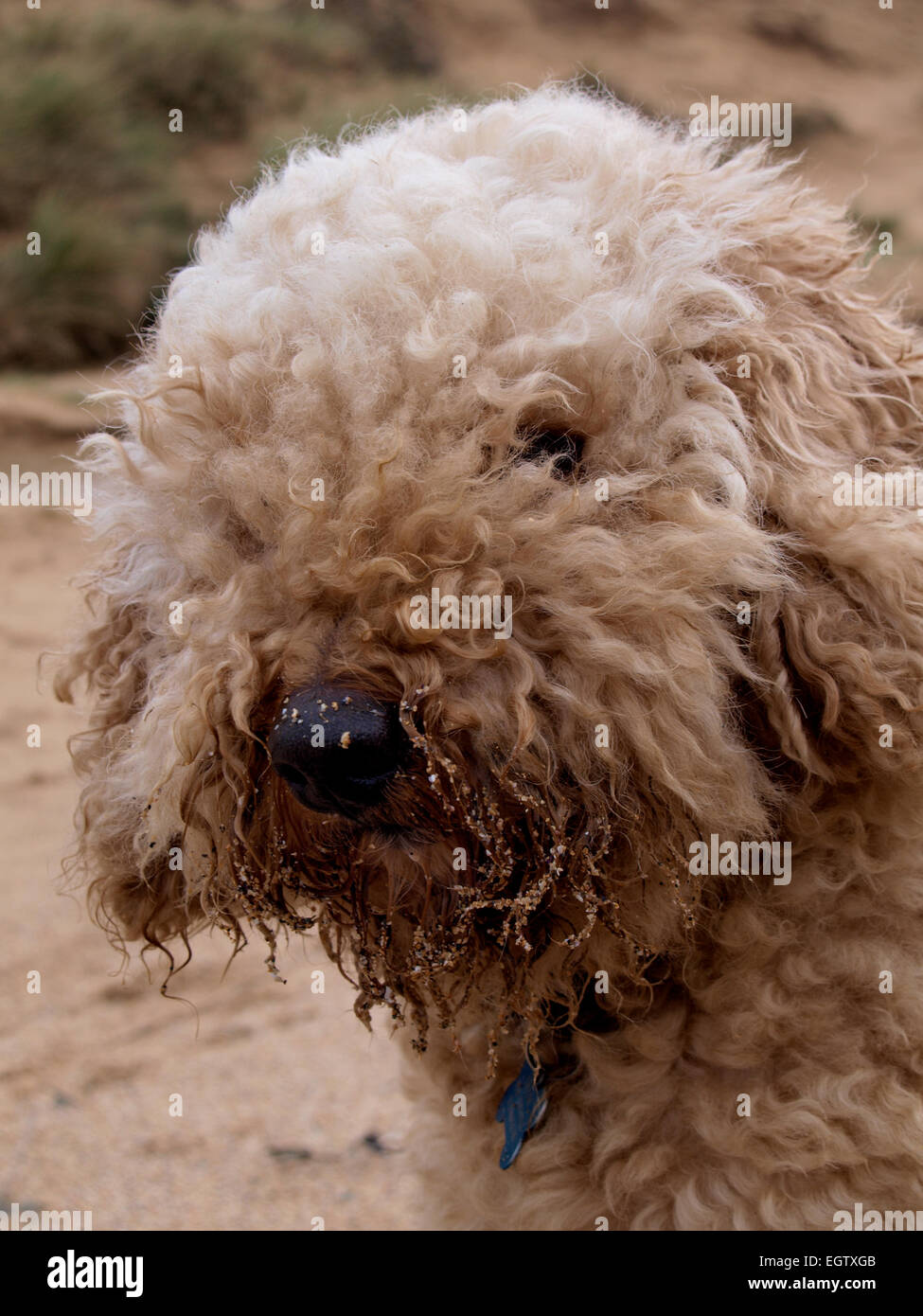 Fluffy dog with sandy beard looking at camera, UK Stock Photo - Alamy