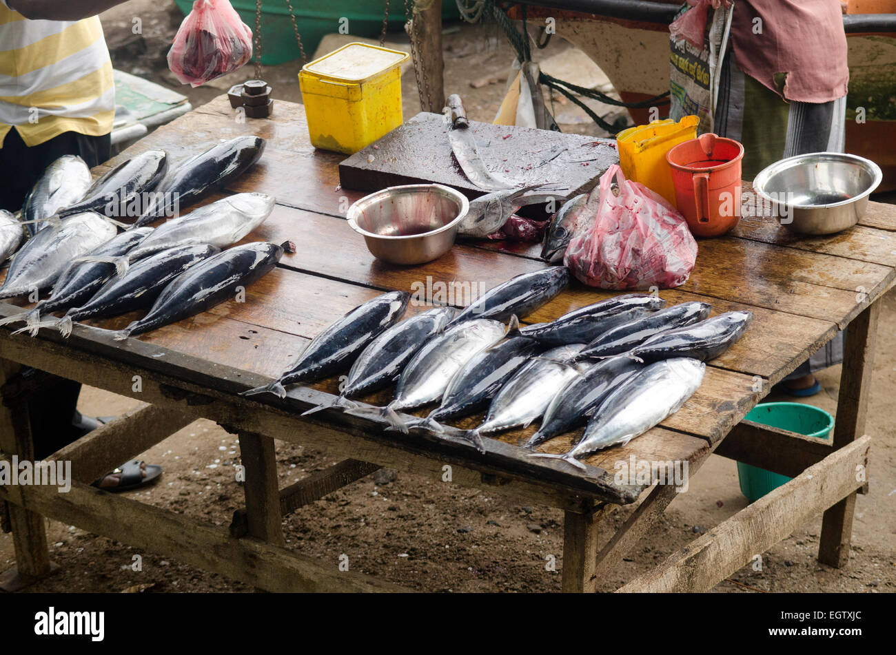 Fish market in Galle, Sri Lanka Stock Photo - Alamy