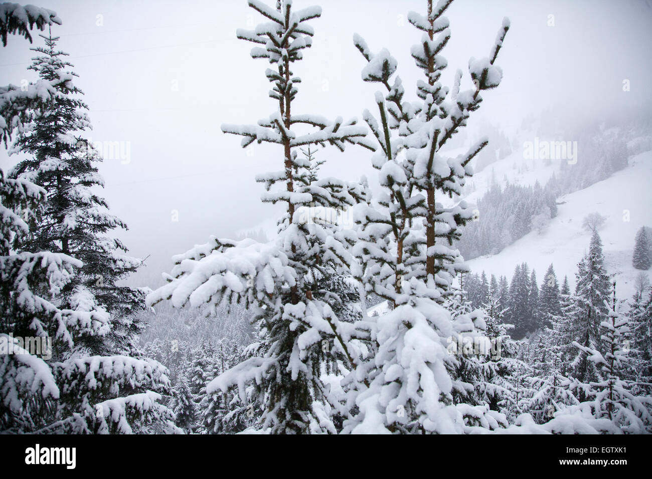 snow scene of trees on mountains covered in snow Stock Photo - Alamy