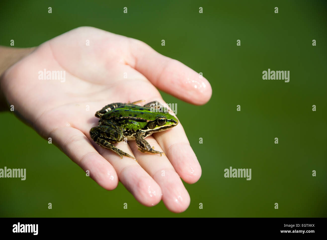 Frog on hand in pond Stock Photo - Alamy
