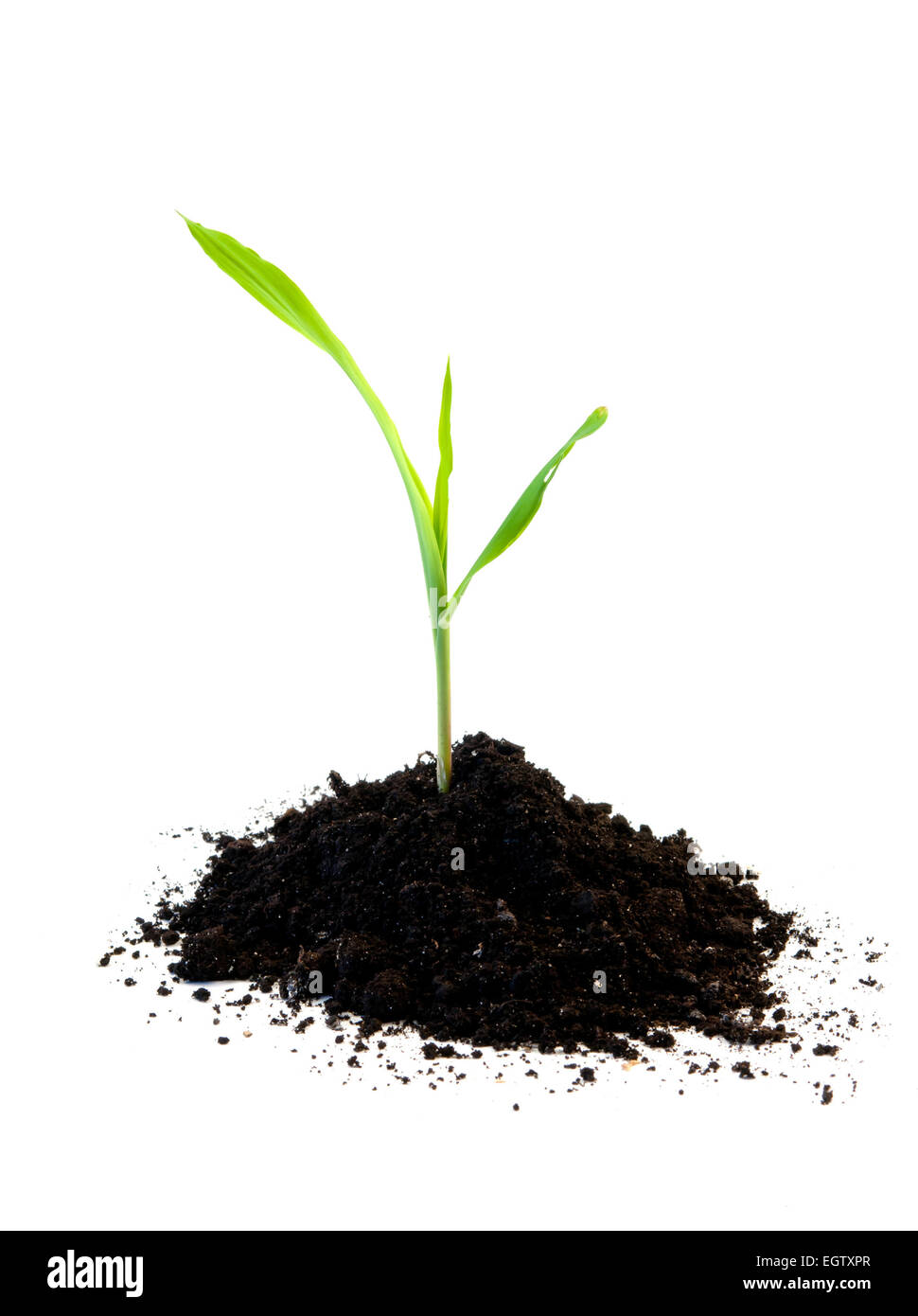 corn seedling isolated on white background Stock Photo - Alamy