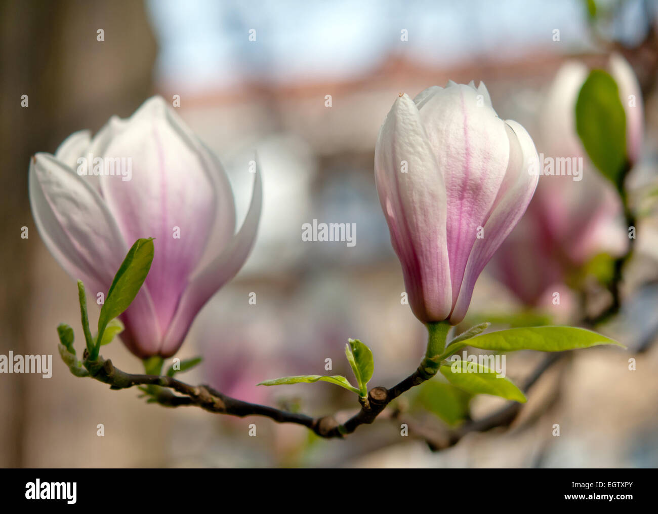 blossoming of magnolia flowers in spring time Stock Photo - Alamy