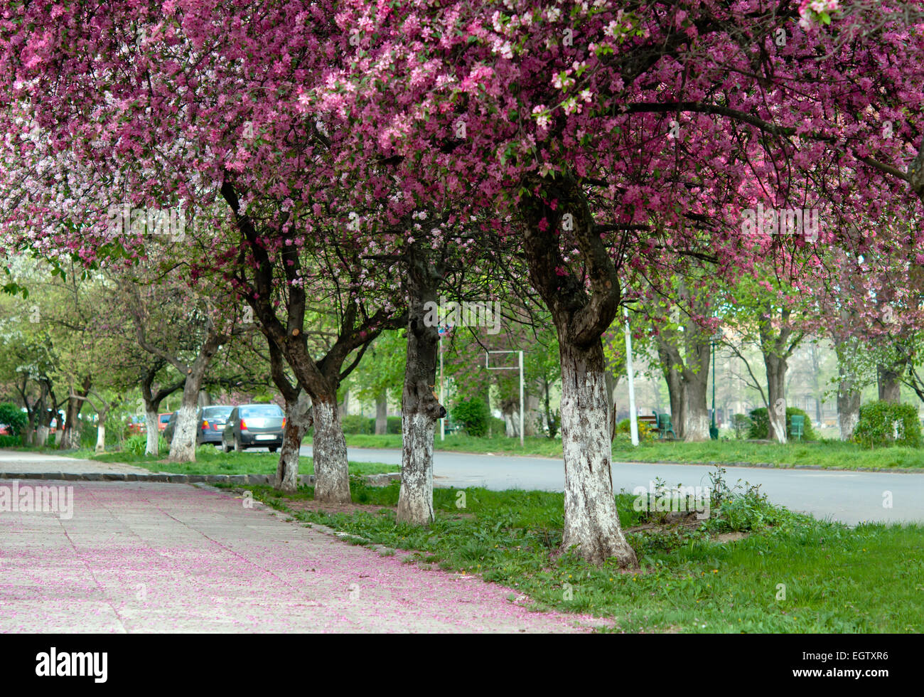 Sakura path hi-res stock photography and images - Alamy