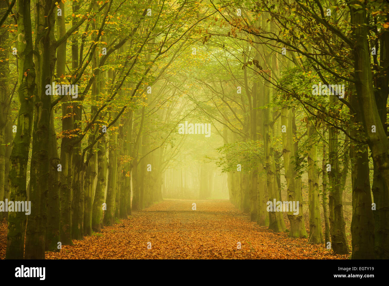 Green beech trees along a forest path in the fog creating a tunnel ...