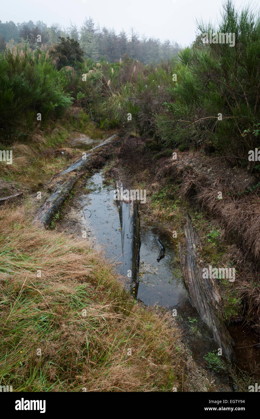 Fossilized trees hi-res stock photography and images - Alamy