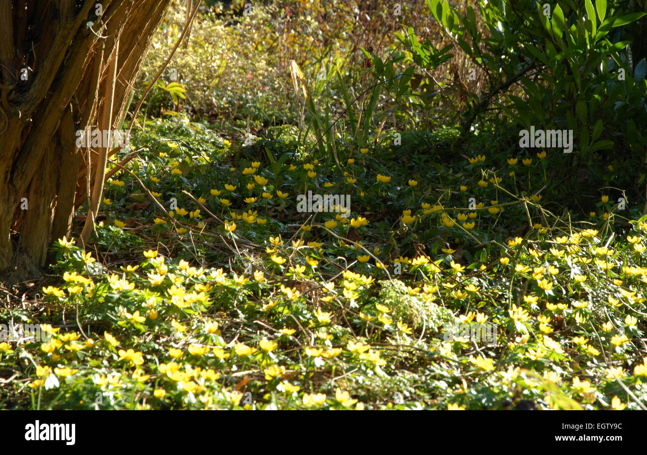 A bed of aconite Stock Photo - Alamy