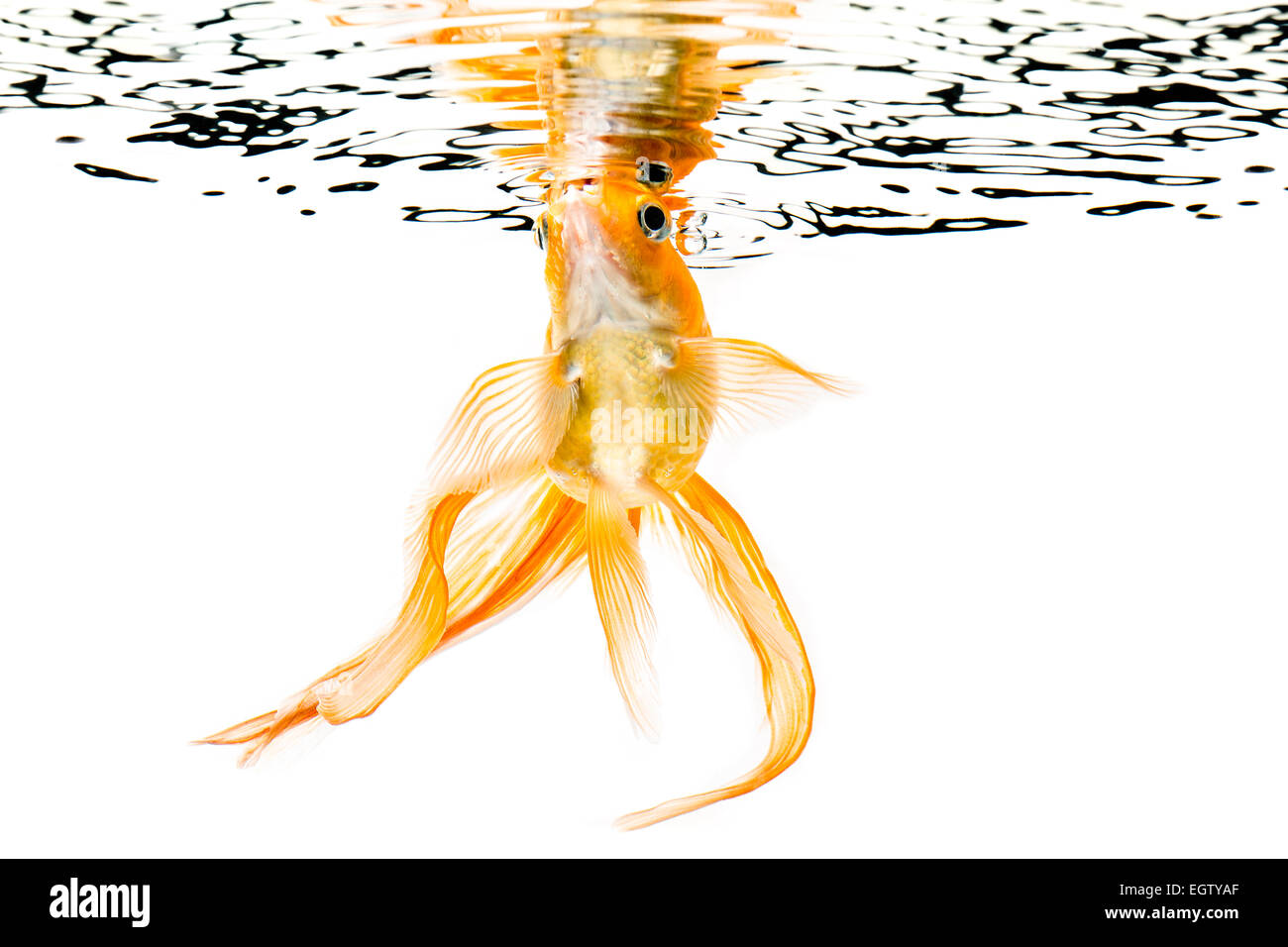Goldfish on a white background Stock Photo - Alamy