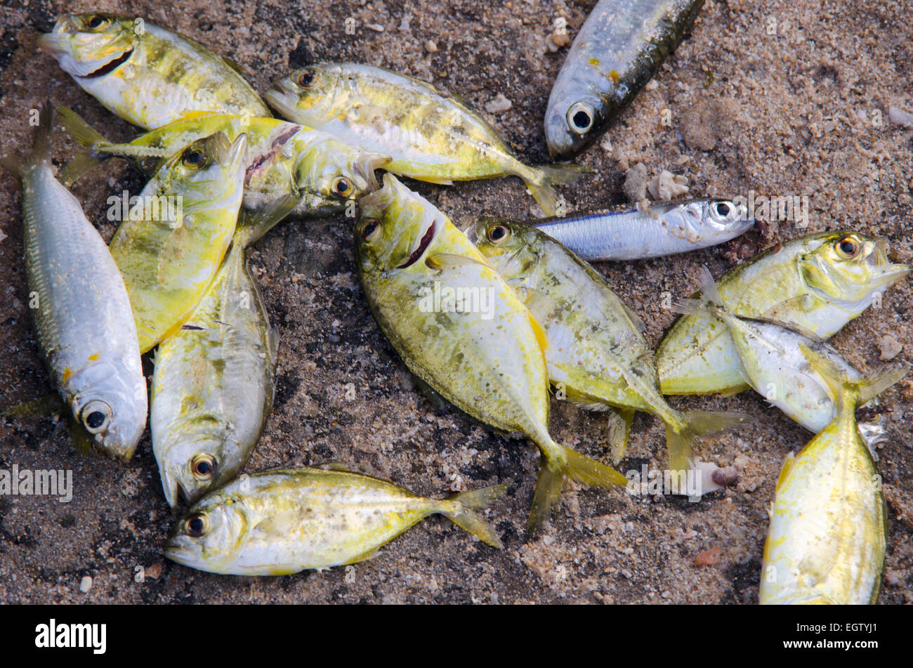 Fish on Koggala beach, Sri Lanka Stock Photo - Alamy