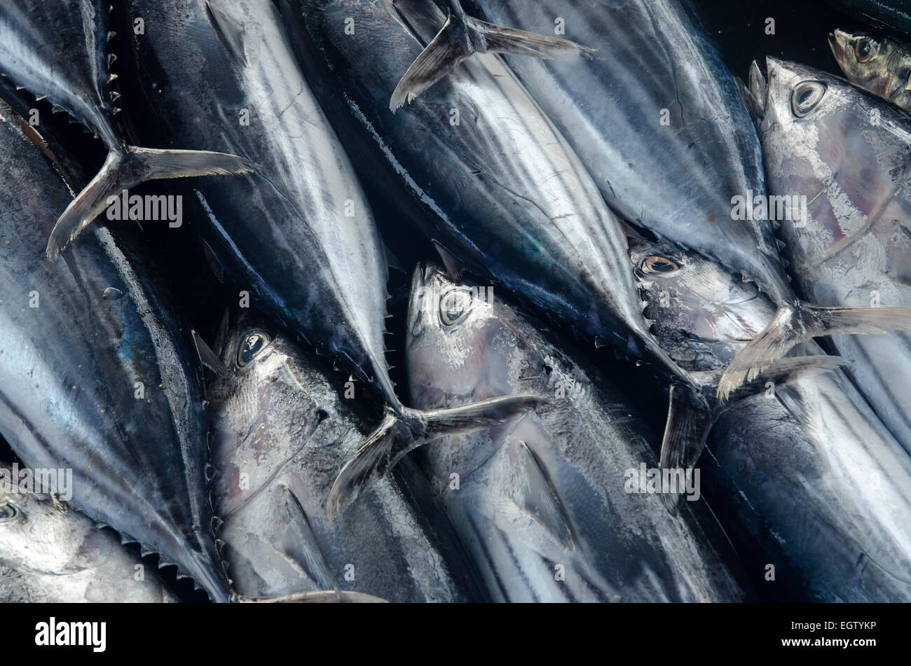 Tuna fish, Galle fish market, Sri Lanka Stock Photo - Alamy