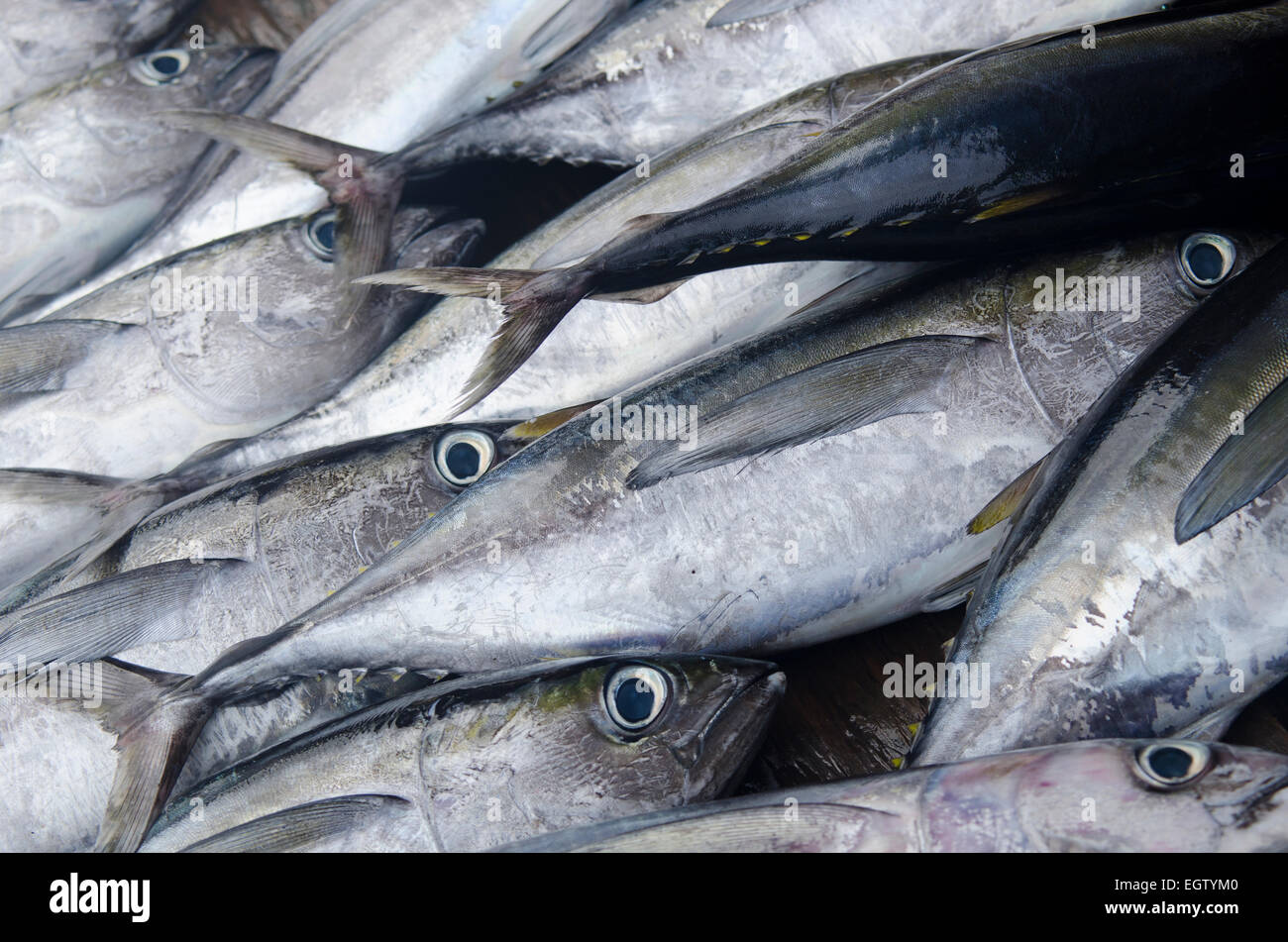 Tuna fish, Galle fish market, Sri Lanka Stock Photo - Alamy