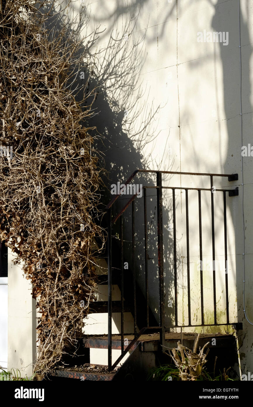 dead twigs and bracken covering an exterior metal stairway Stock Photo ...