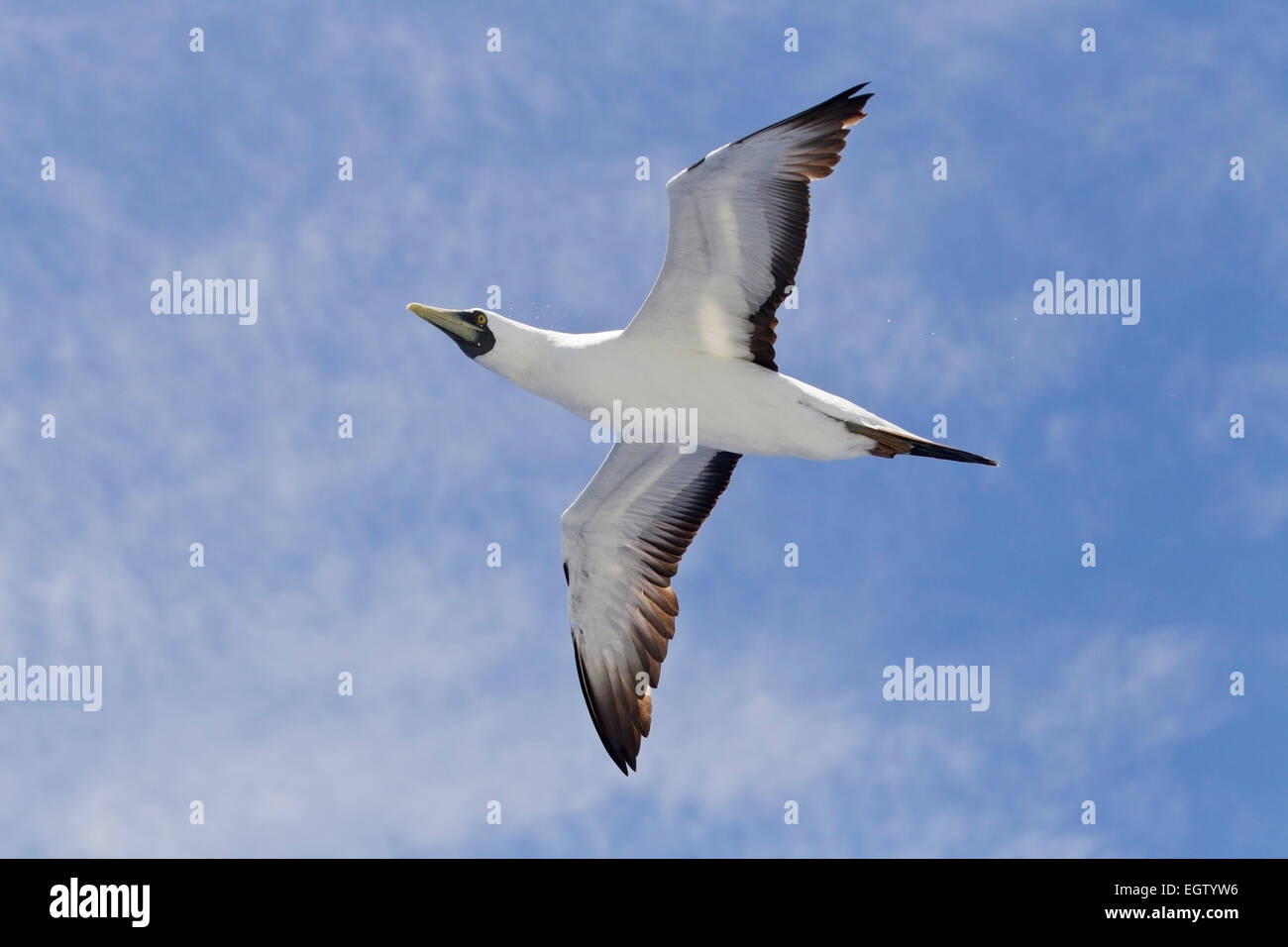 Masked booby hi-res stock photography and images - Alamy