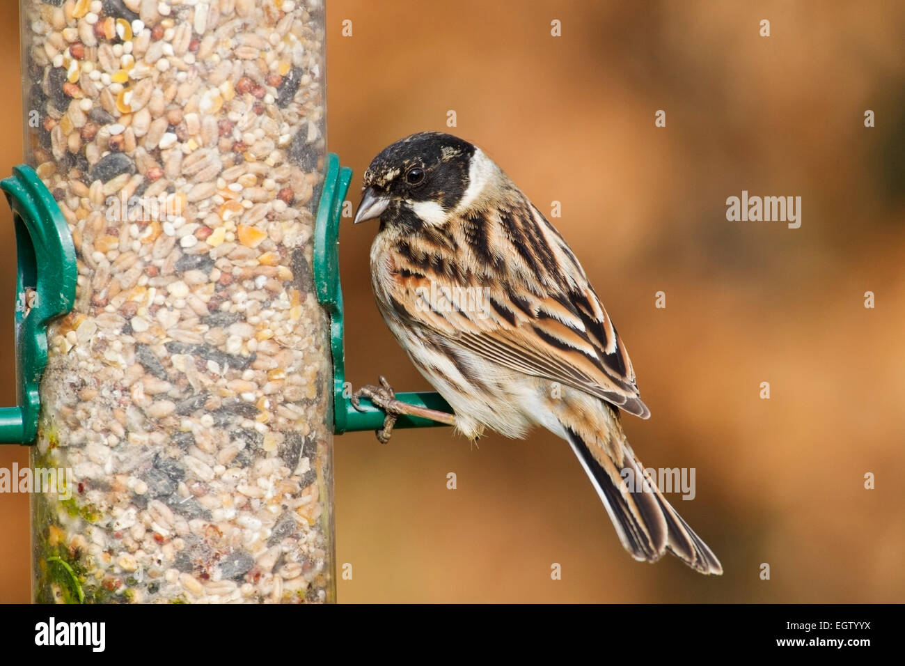 common reed bunting (Emberiza schoeniclus) adult male at bird feeder in ...