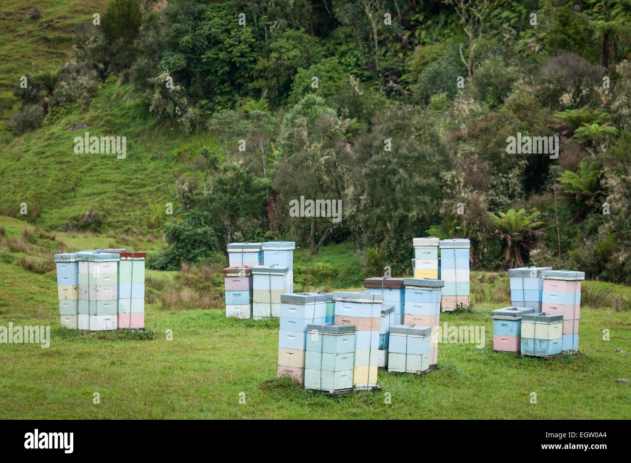 Beehives beside Te Anga Road, Waikato, North Island, New Zealand Stock ...