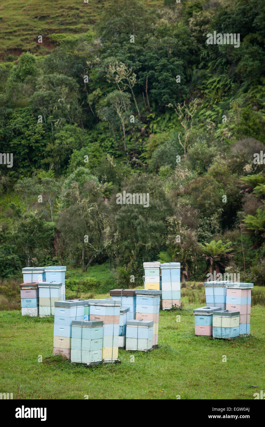 Beehives beside Te Anga Road, Waikato, North Island, New Zealand Stock ...