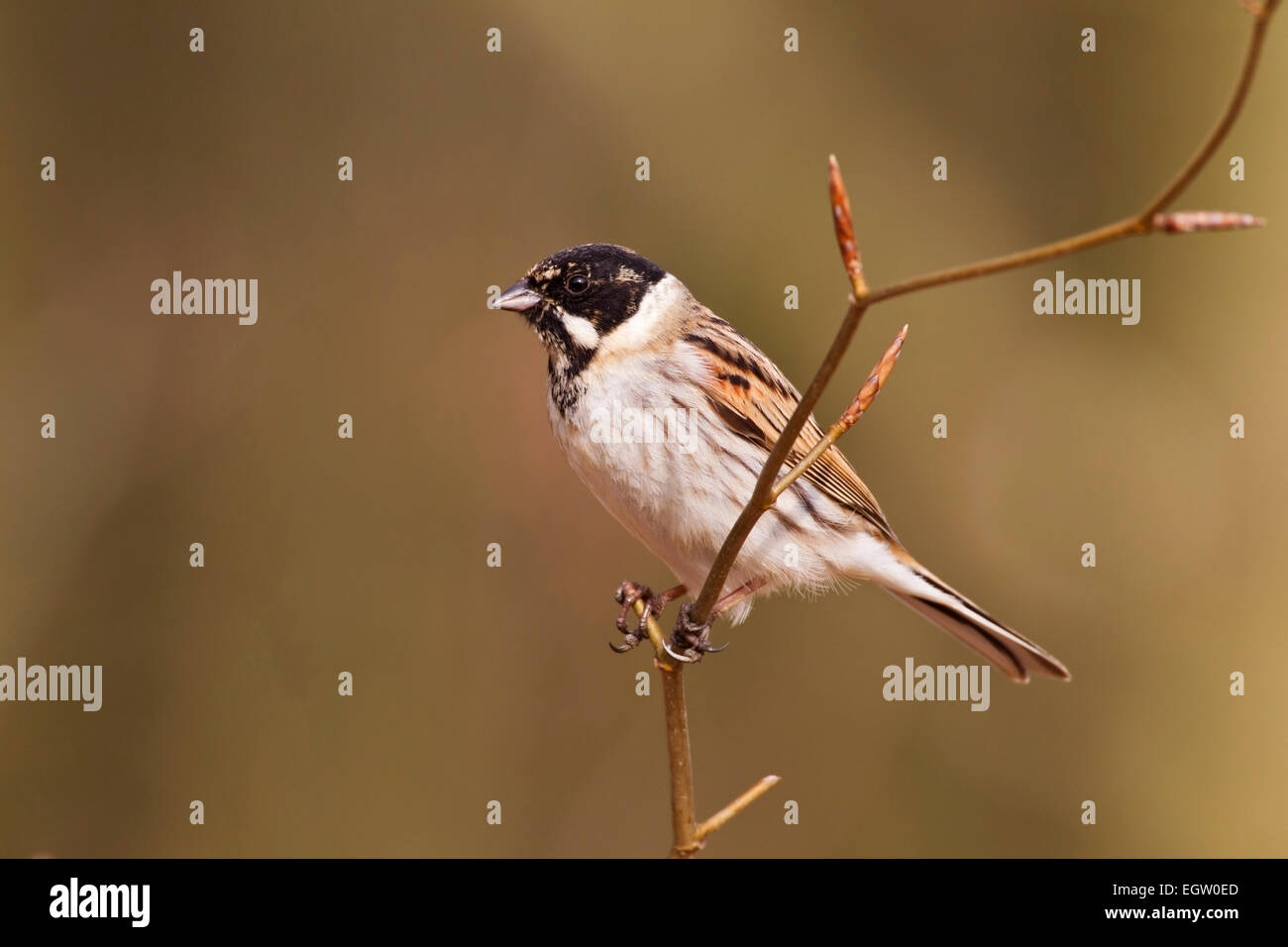 common reed bunting (Emberiza schoeniclus) adult male perching on ...