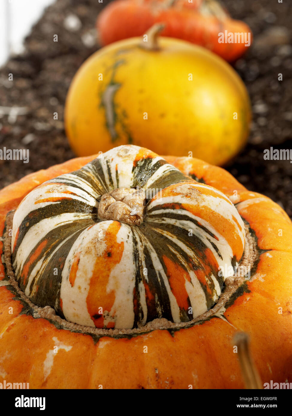 Ornamental gourds hi-res stock photography and images - Alamy