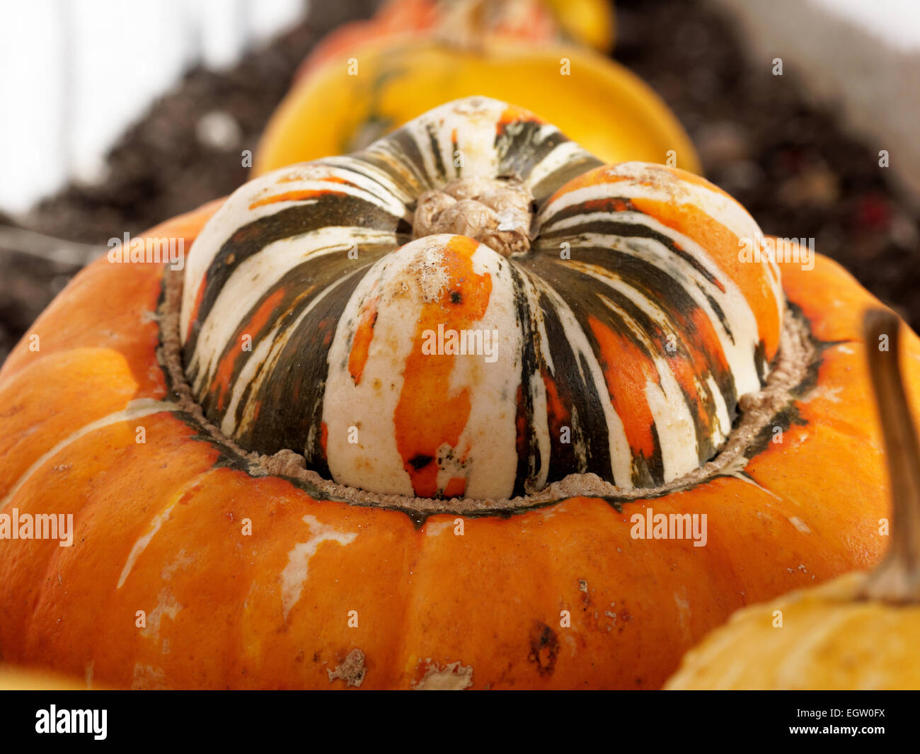 Turks Turban Gourd Stock Photo - Alamy