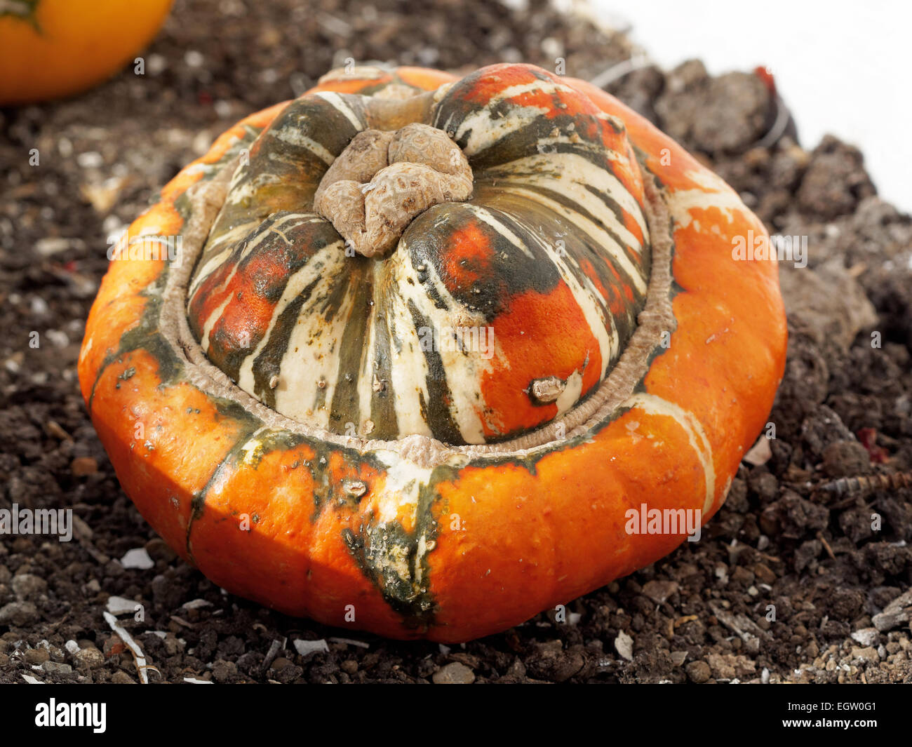 Turks Turban Gourd Stock Photo - Alamy
