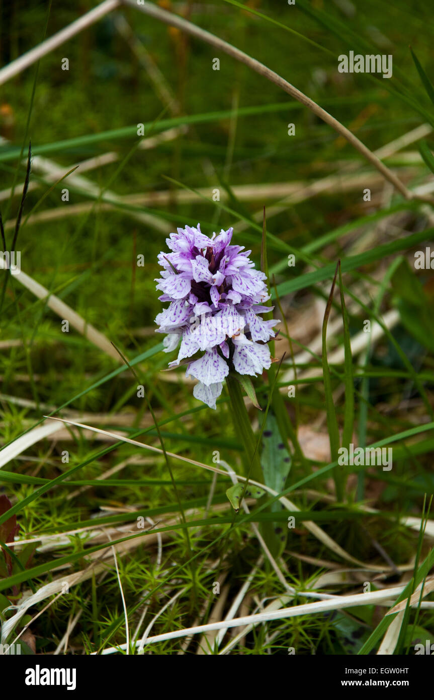 Heath spotted orchid is a common is a common European orchid here ...