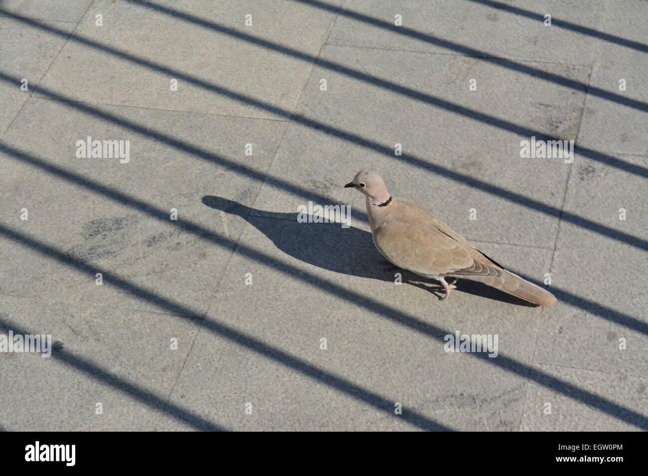 Bird walking in the streets of Athens Stock Photo - Alamy
