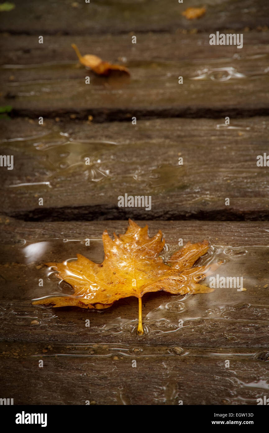 Puddle with leaf hi-res stock photography and images - Alamy