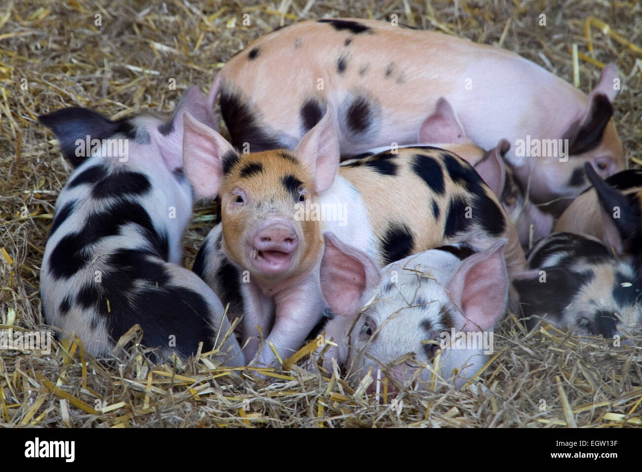 Surprised pig hi-res stock photography and images - Alamy