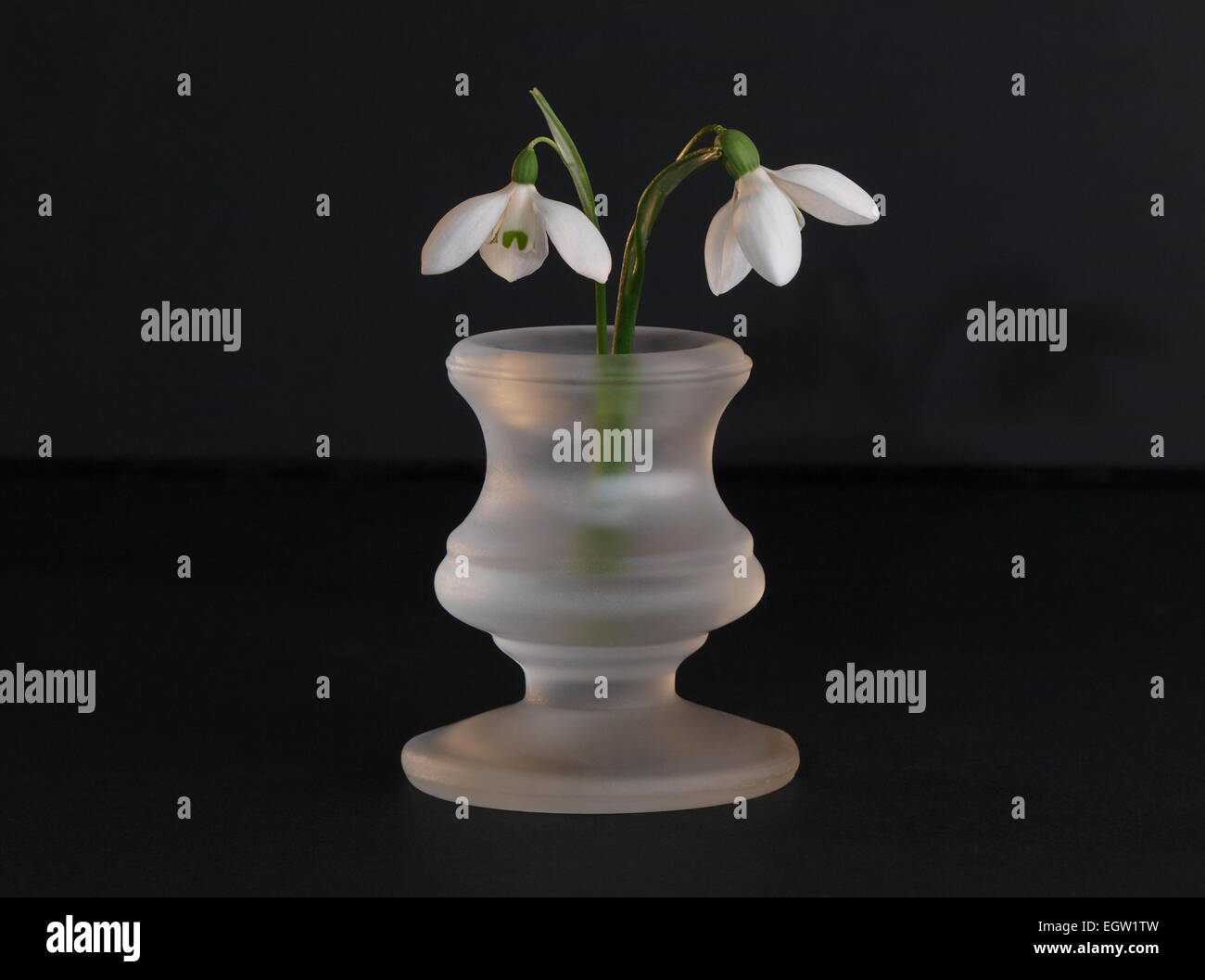 Common snowdrops in vase on black ground Stock Photo - Alamy