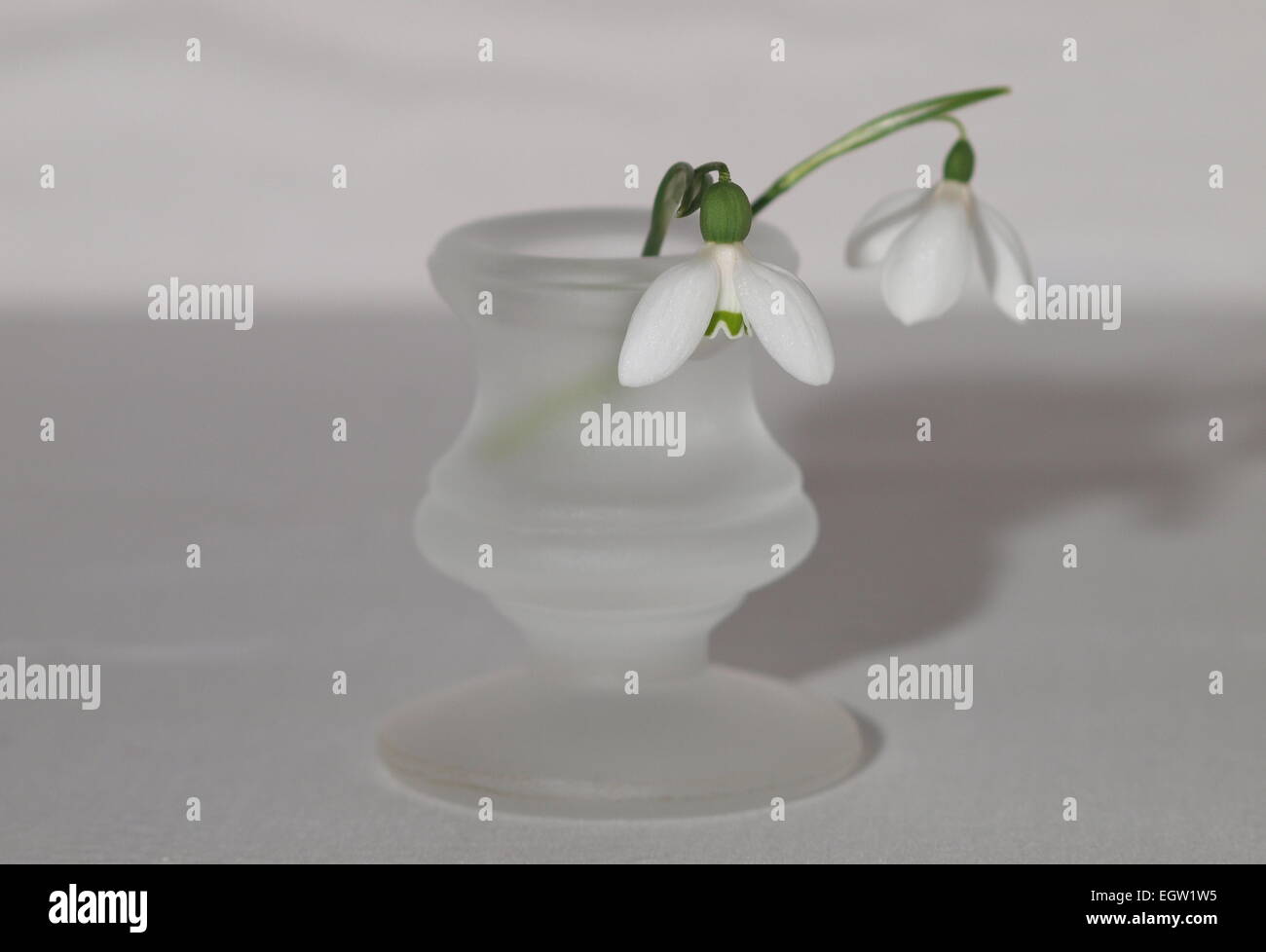 Common snowdrops in vase on white ground Stock Photo - Alamy