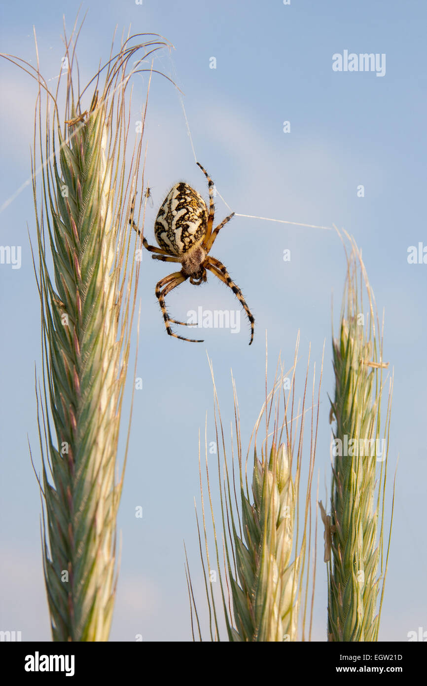 Harvest spider hi-res stock photography and images - Alamy