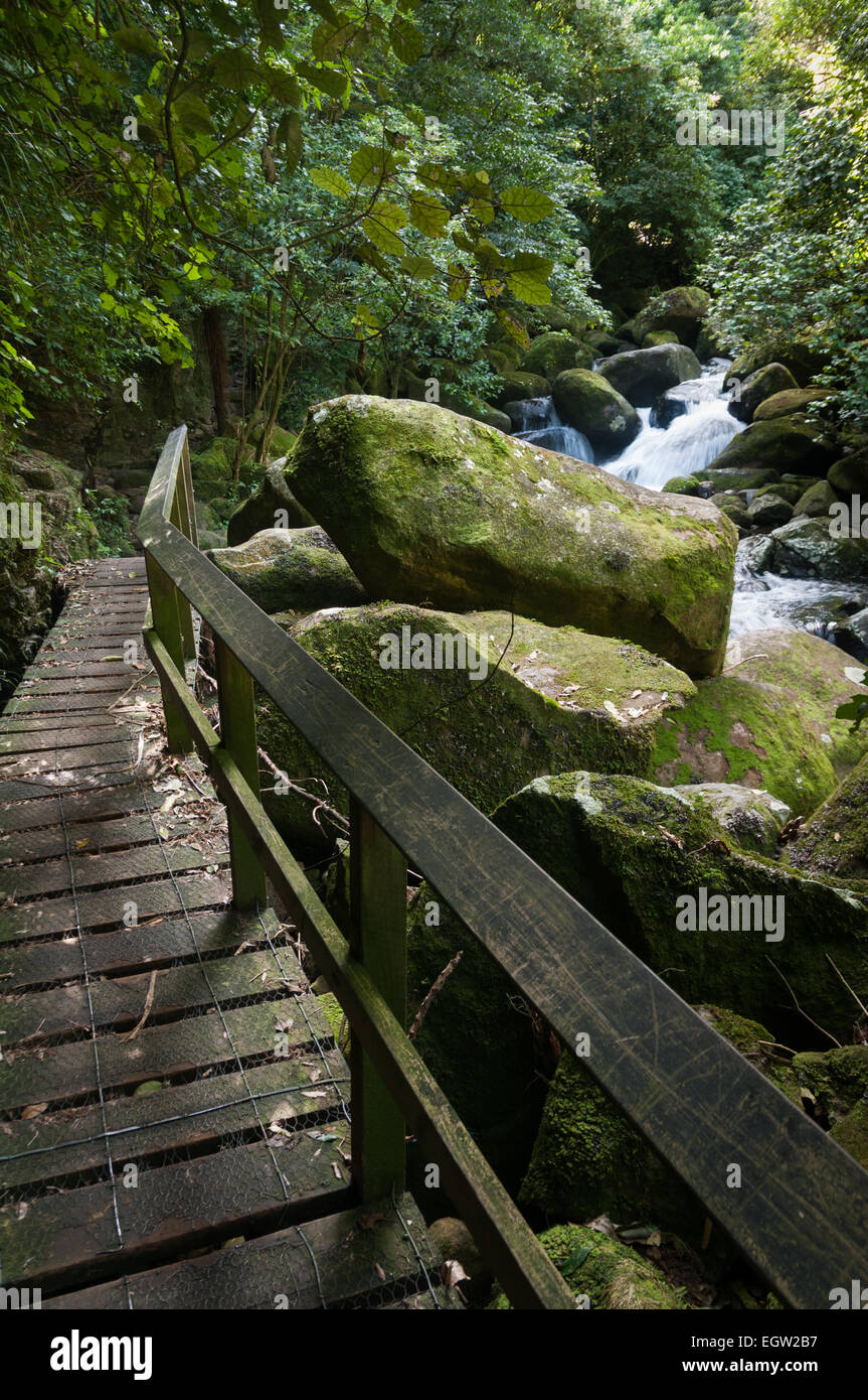 Wairere Falls track on Wairere Stream, near Matamata, Waikato, North ...
