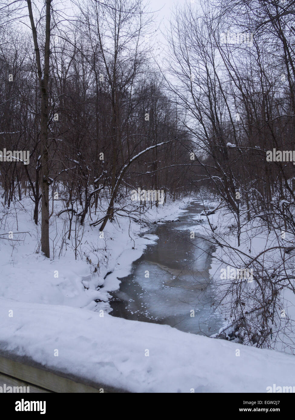 Little creek in the woods Stock Photo - Alamy