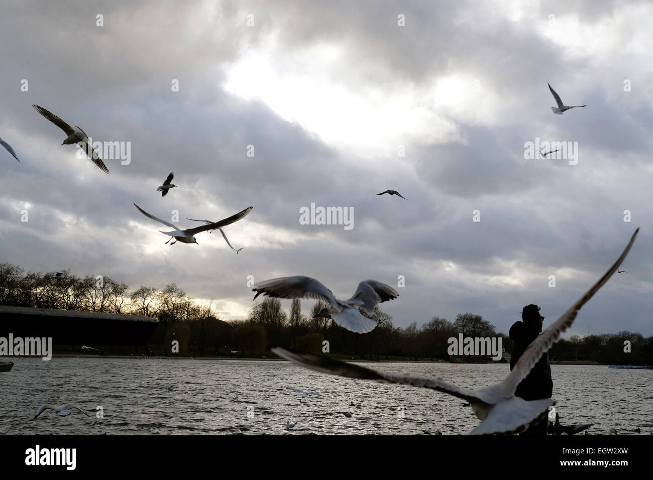 Birds flying at the Serpentine in Hyde park, London Stock Photo - Alamy