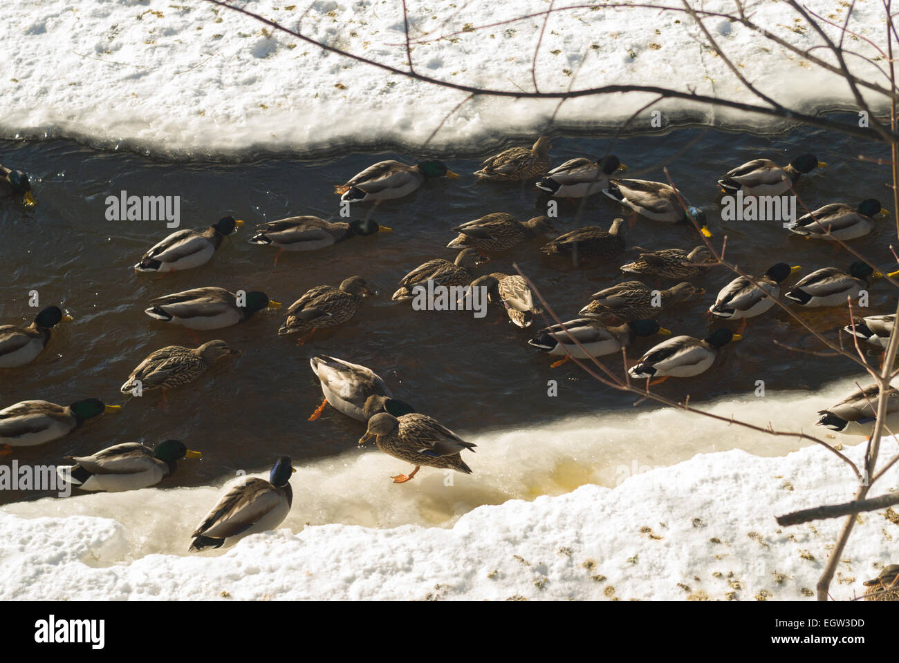 Ile ducks hi-res stock photography and images - Alamy
