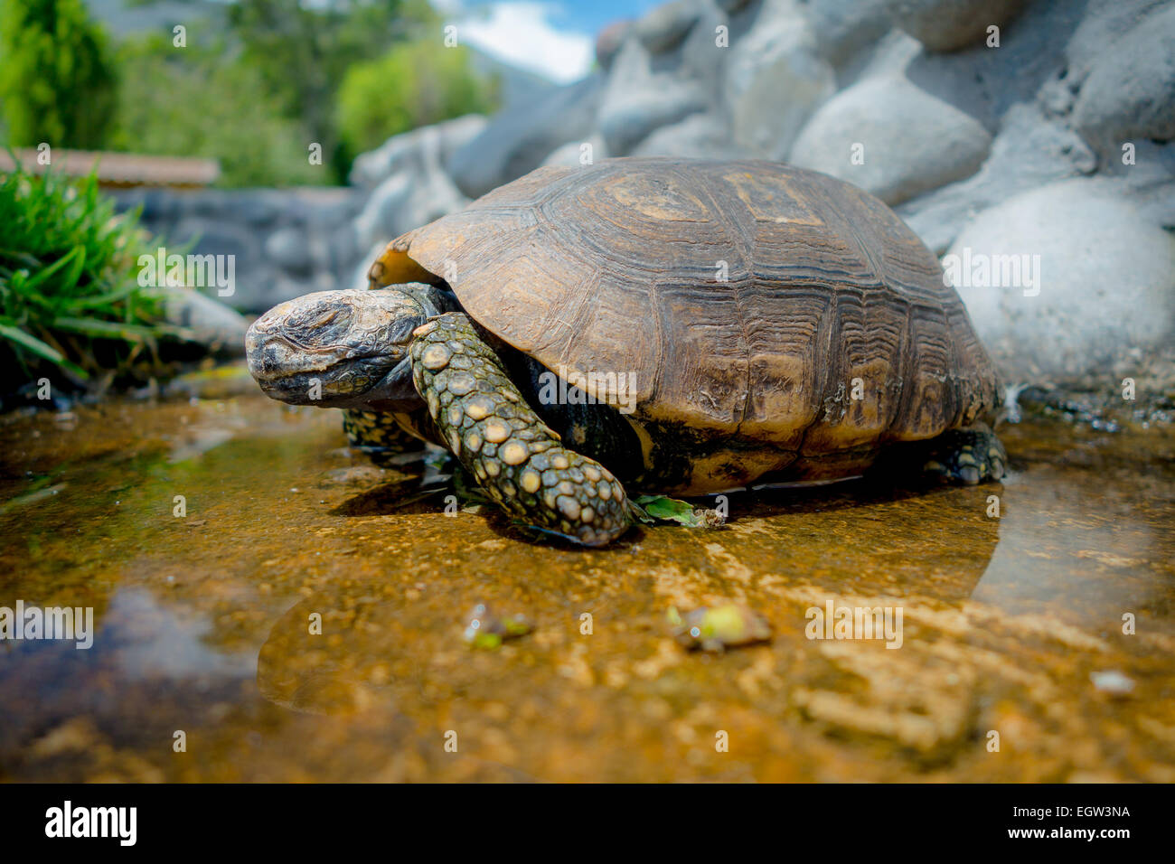 cute green turtle walking on a pond in farm Stock Photo - Alamy