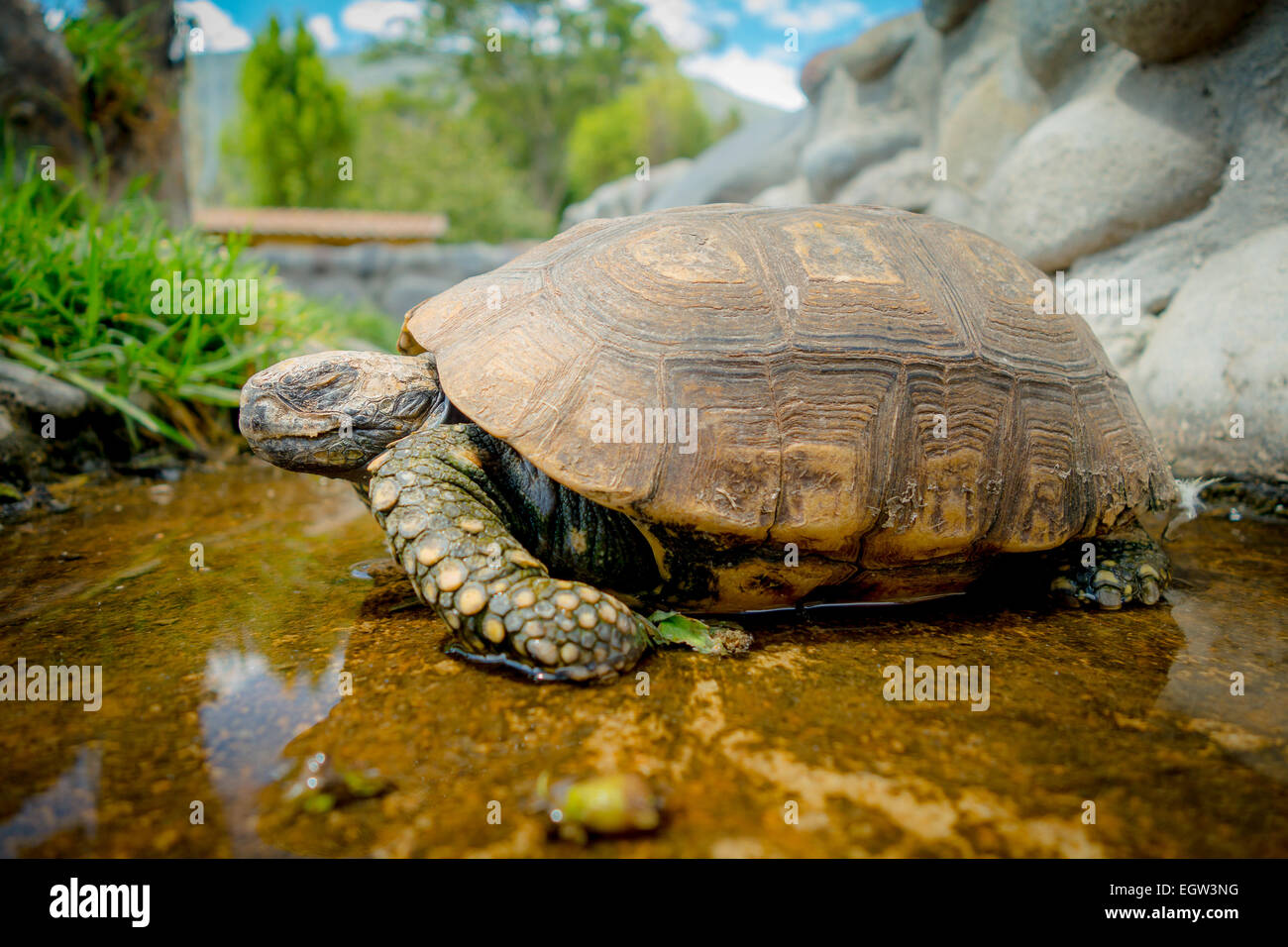 Turtle farming hi-res stock photography and images - Alamy