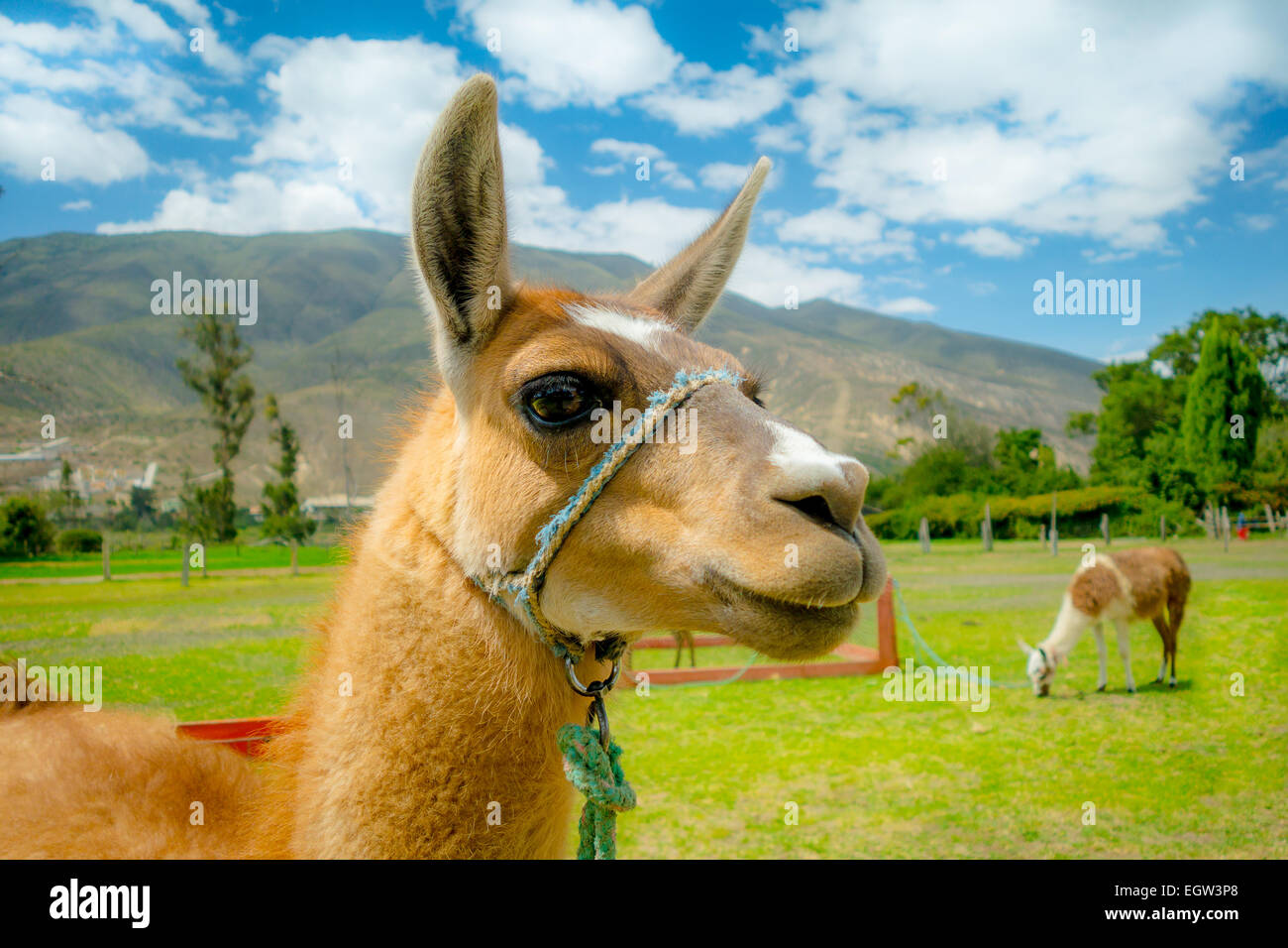 closeup portrait of cute llama Stock Photo - Alamy
