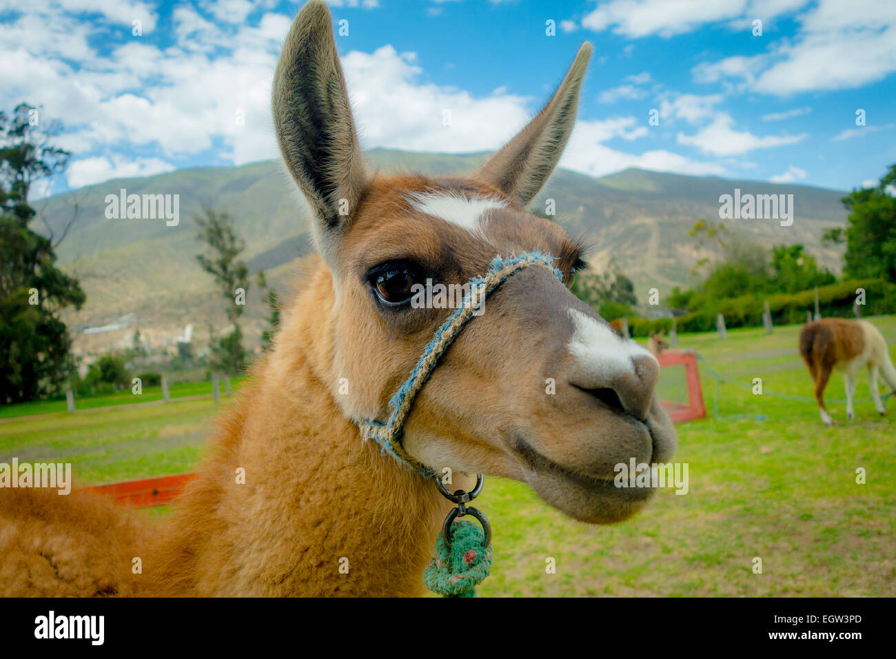 closeup portrait of cute llama Stock Photo - Alamy