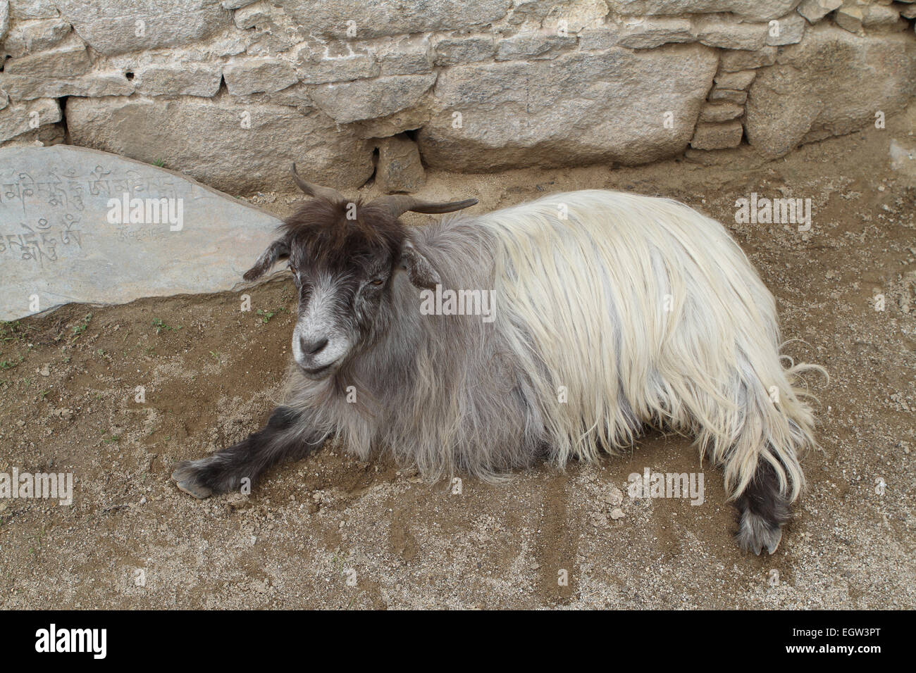 Ordinary goat, which grazes in the highlands of Tibet Stock Photo - Alamy