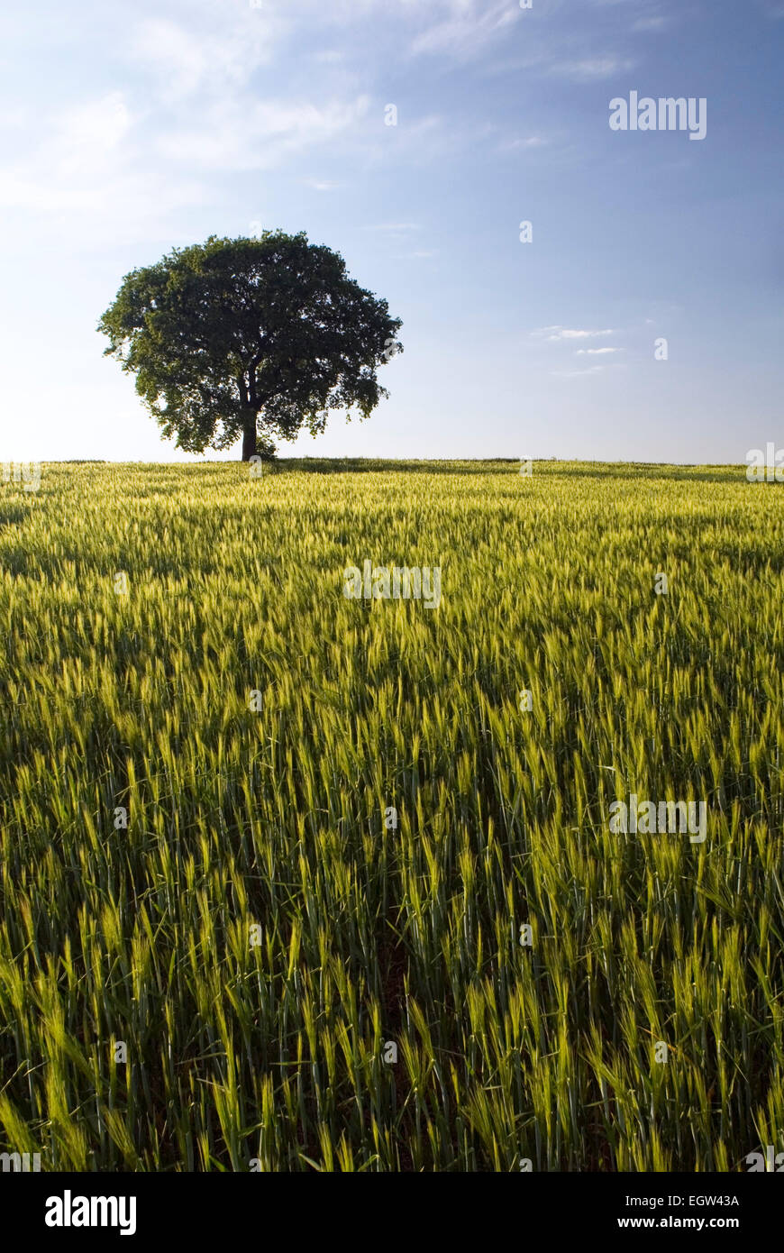 Corn oak hi-res stock photography and images - Alamy