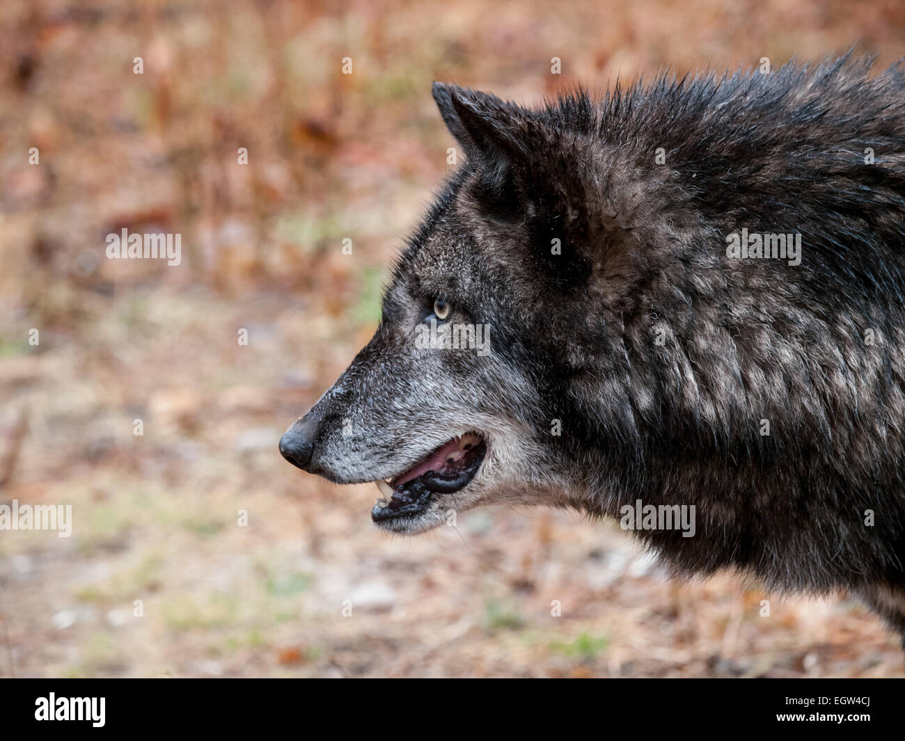 Wolf canis lupus Stock Photo - Alamy