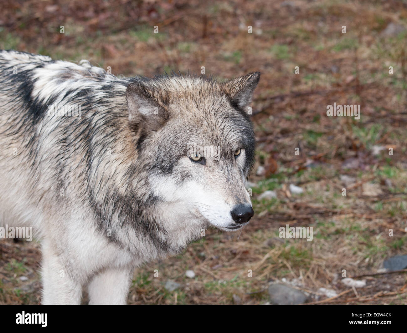 Wolf canis lupus Stock Photo - Alamy