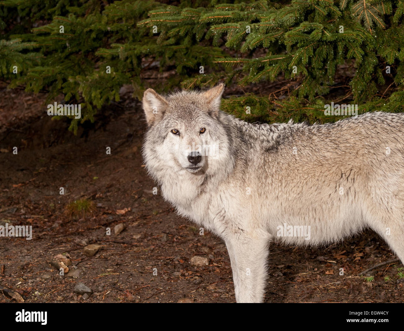 Wolf canis lupus Stock Photo - Alamy