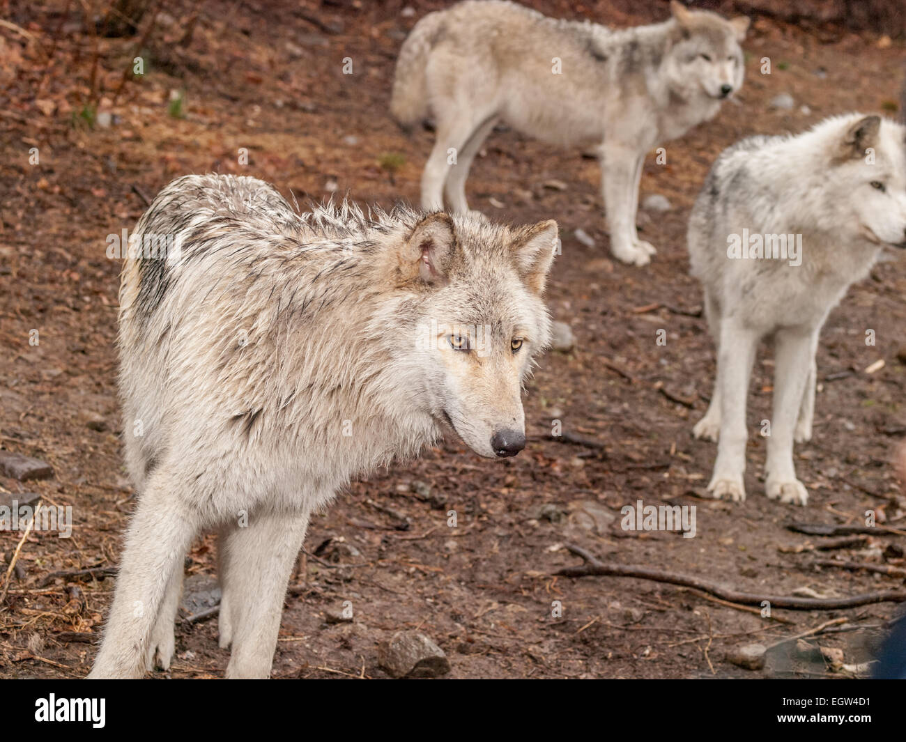 Wolf canis lupus Stock Photo - Alamy